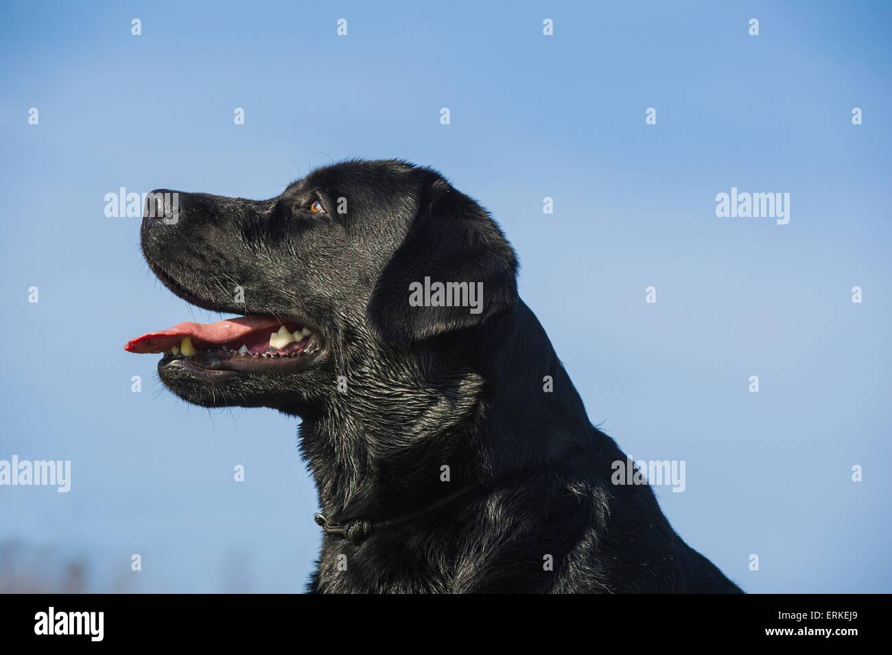 Labrador Retriever Portrait Stock Photo - Alamy
