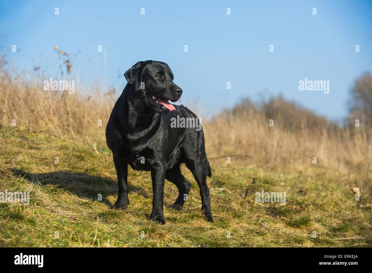 Black Labrador Retriever Standing High Resolution Stock Photography and ...