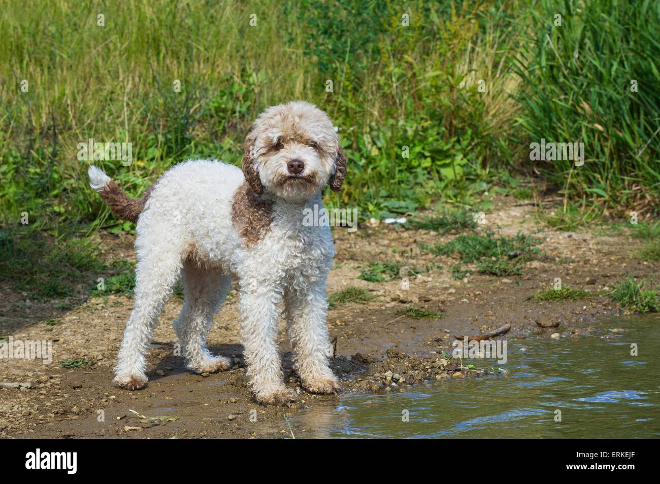 standing Lagotto Romagnolo Stock Photo - Alamy
