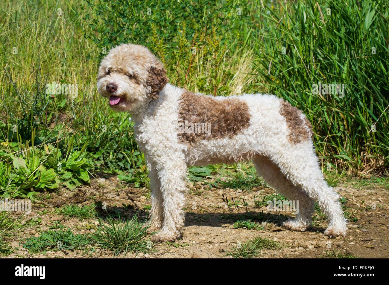 standing Lagotto Romagnolo Stock Photo - Alamy