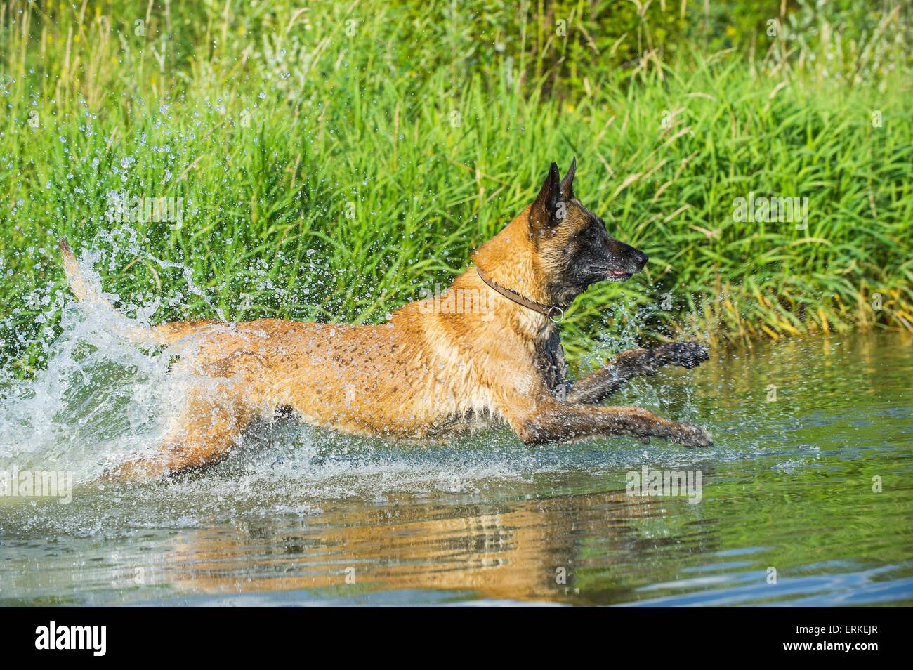 Malinois running water hi-res stock photography and images - Alamy