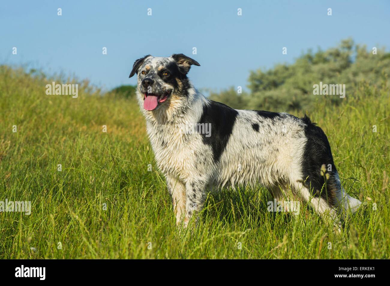 Australian cattle dog cross hi-res stock photography and images - Alamy