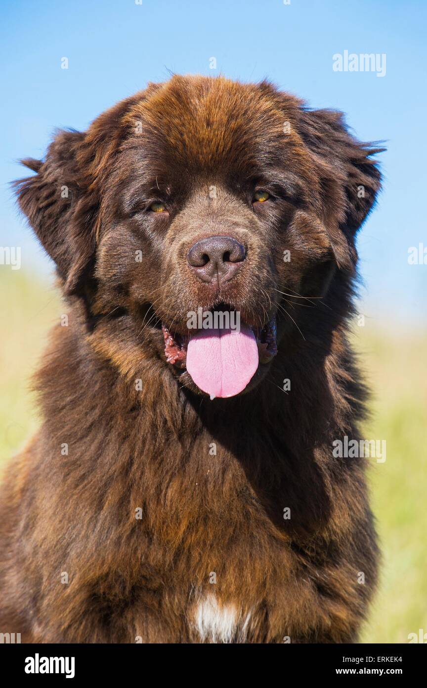Newfoundland Dog portrait Stock Photo - Alamy