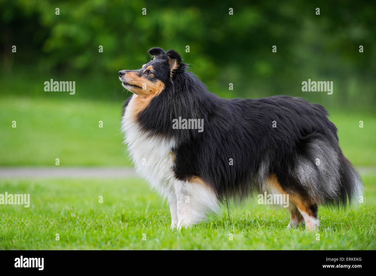 standing Shetland Sheepdog Stock Photo - Alamy