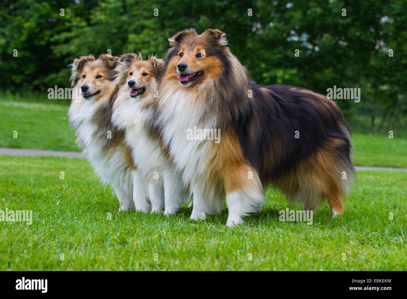 3 Shetland Sheepdogs Stock Photo - Alamy