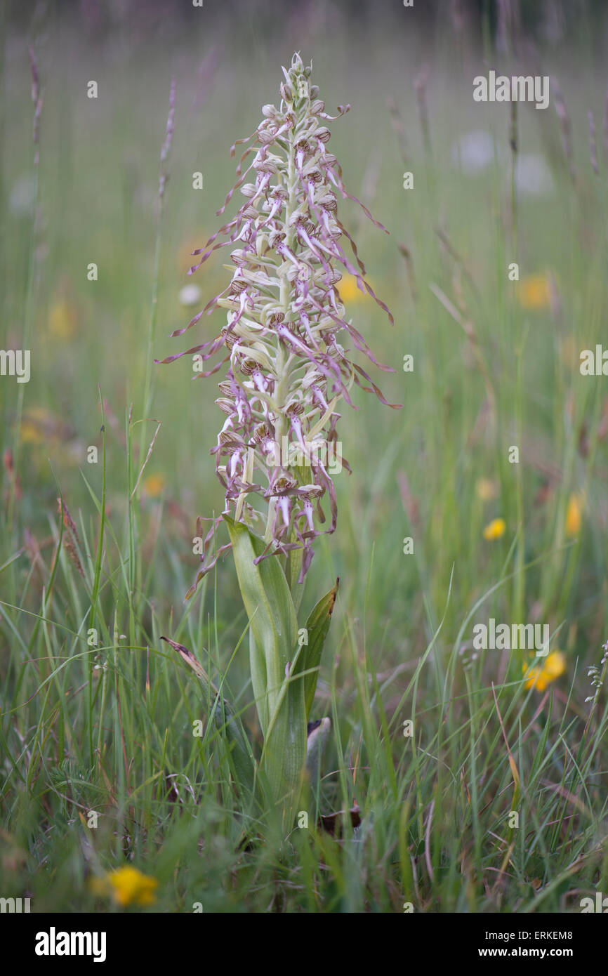 Lizard Orchid (Himantoglossum hircinum), Rothenstein nature reserve ...