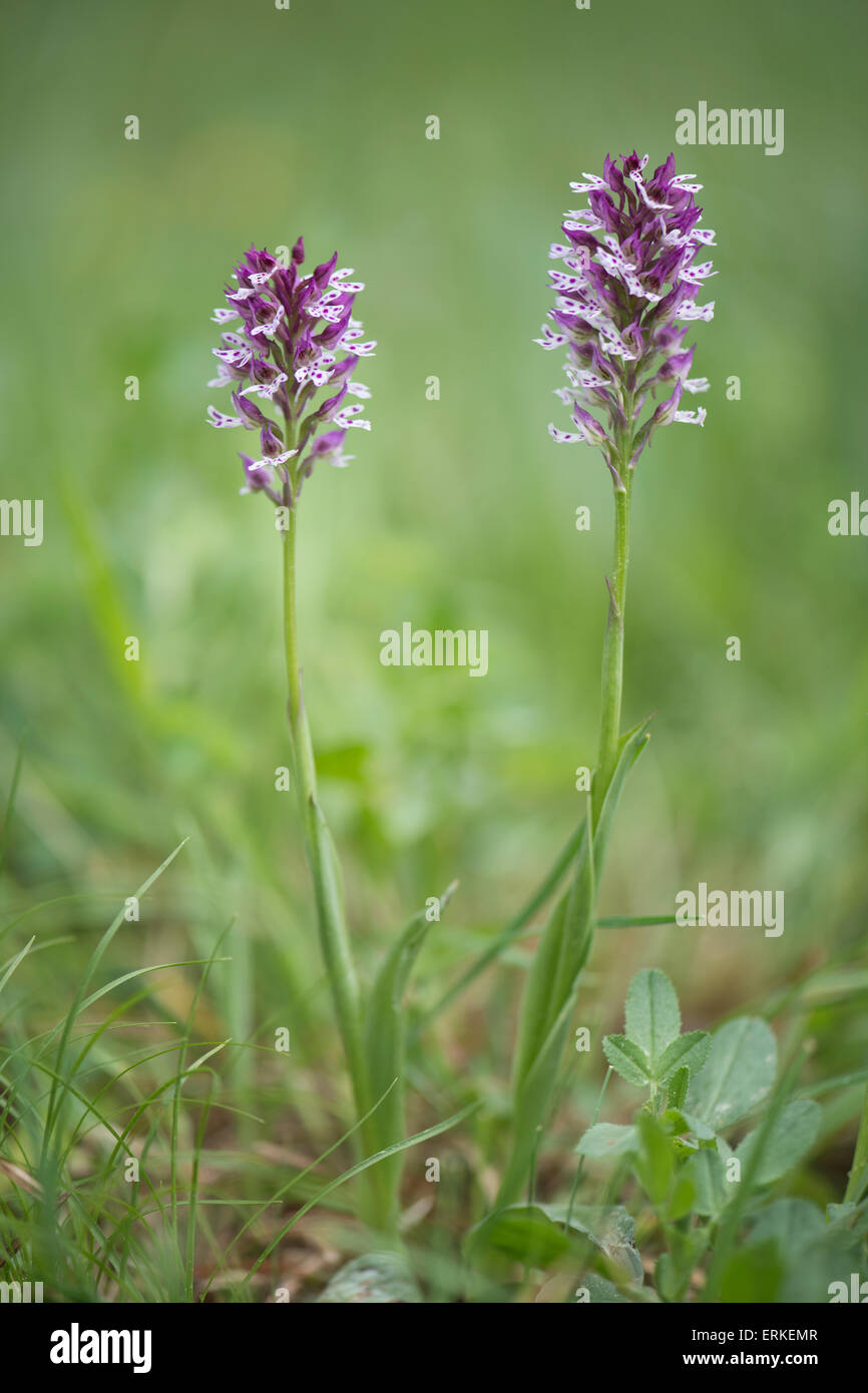 Burnt Orchid (Orchis ustulata), Rothenstein nature reserve, Thuringia ...