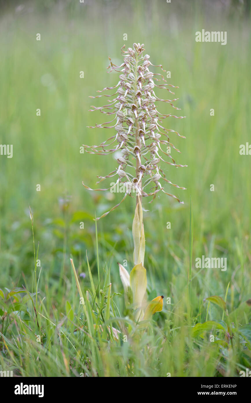 Lizard Orchid (Himantoglossum hircinum), Rothenstein nature reserve ...