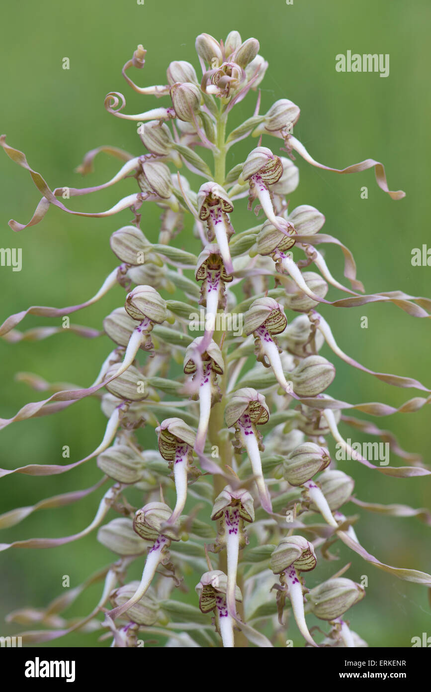 Lizard Orchid (Himantoglossum hircinum), Rothenstein nature reserve ...