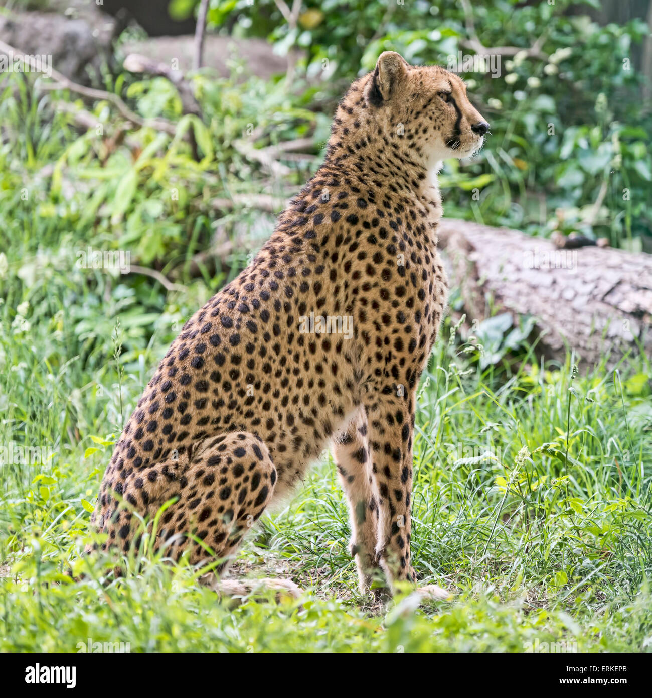 Gepard (Acinonyx jubatus), captive, im Gras sitzend Stock Photo - Alamy