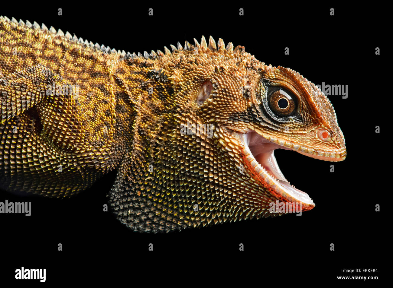 Iguana (Enyalioides heterolepis), Choco rainforest, Ecuador Stock Photo ...
