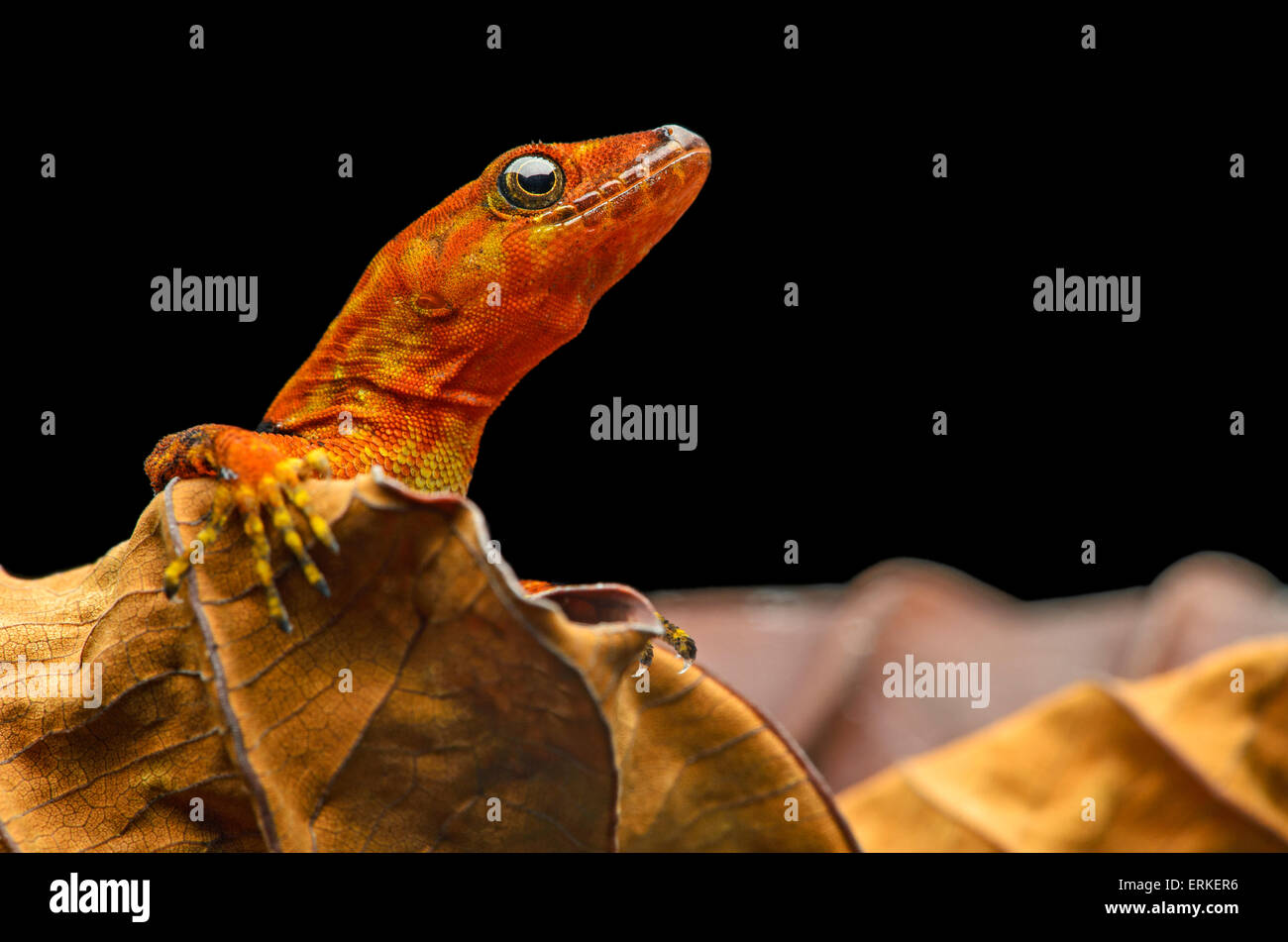 O'Shaughnessy's gecko or collared gecko (Gonatodes concinnatus), male ...