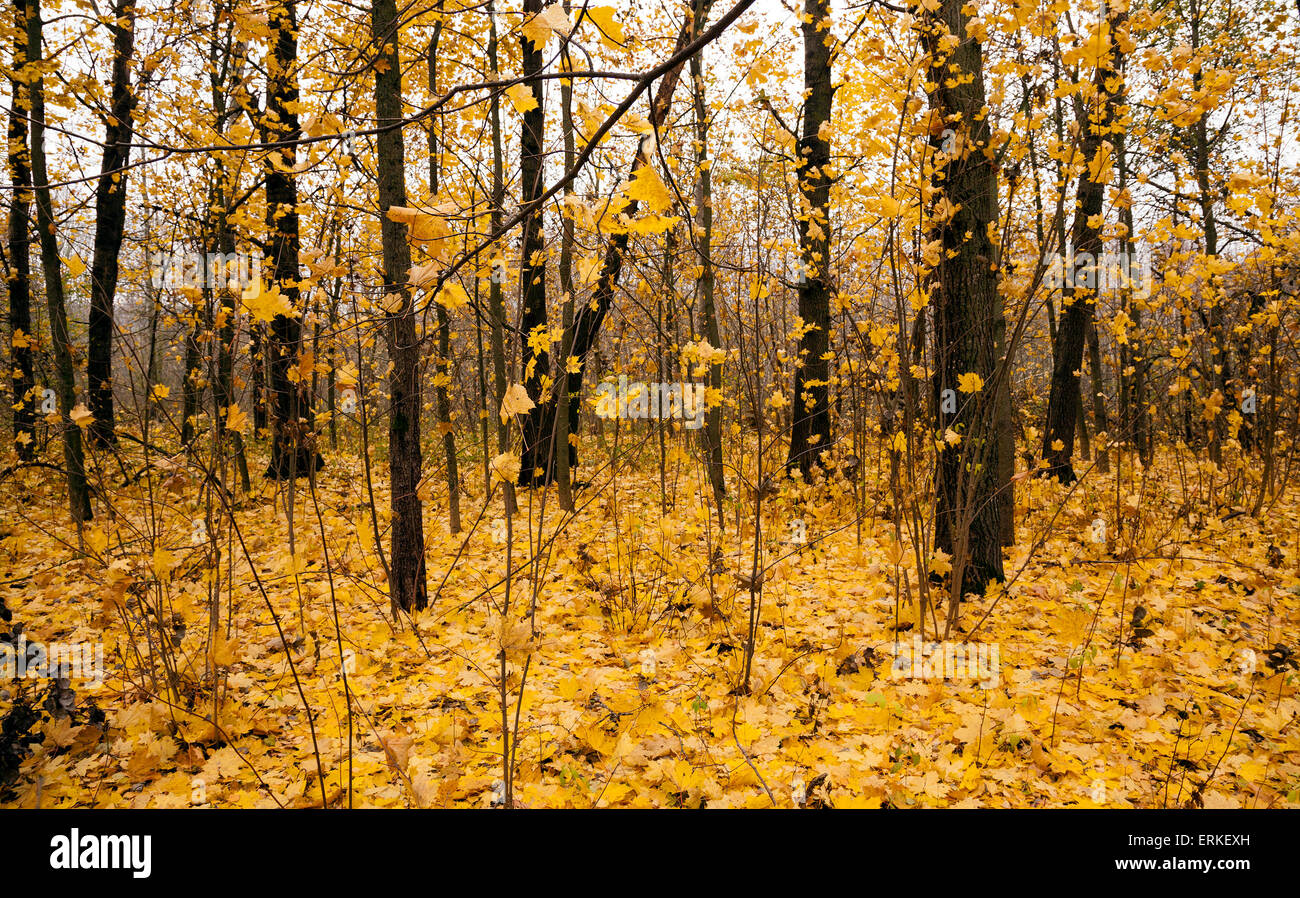 the autumn wood Stock Photo - Alamy