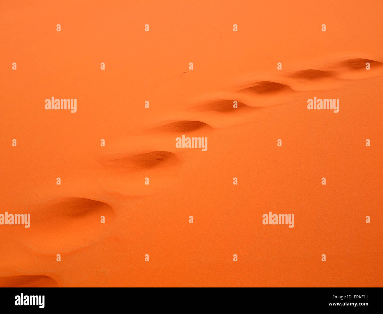 Camel tracks in the desert sand, Erg Chebbi desert, near Merzouga ...