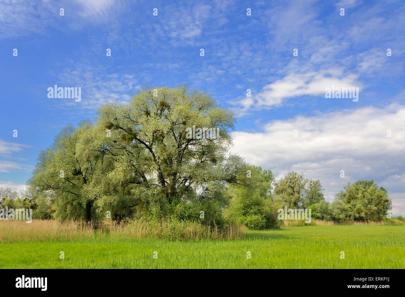 Salix sp willow hi-res stock photography and images - Alamy
