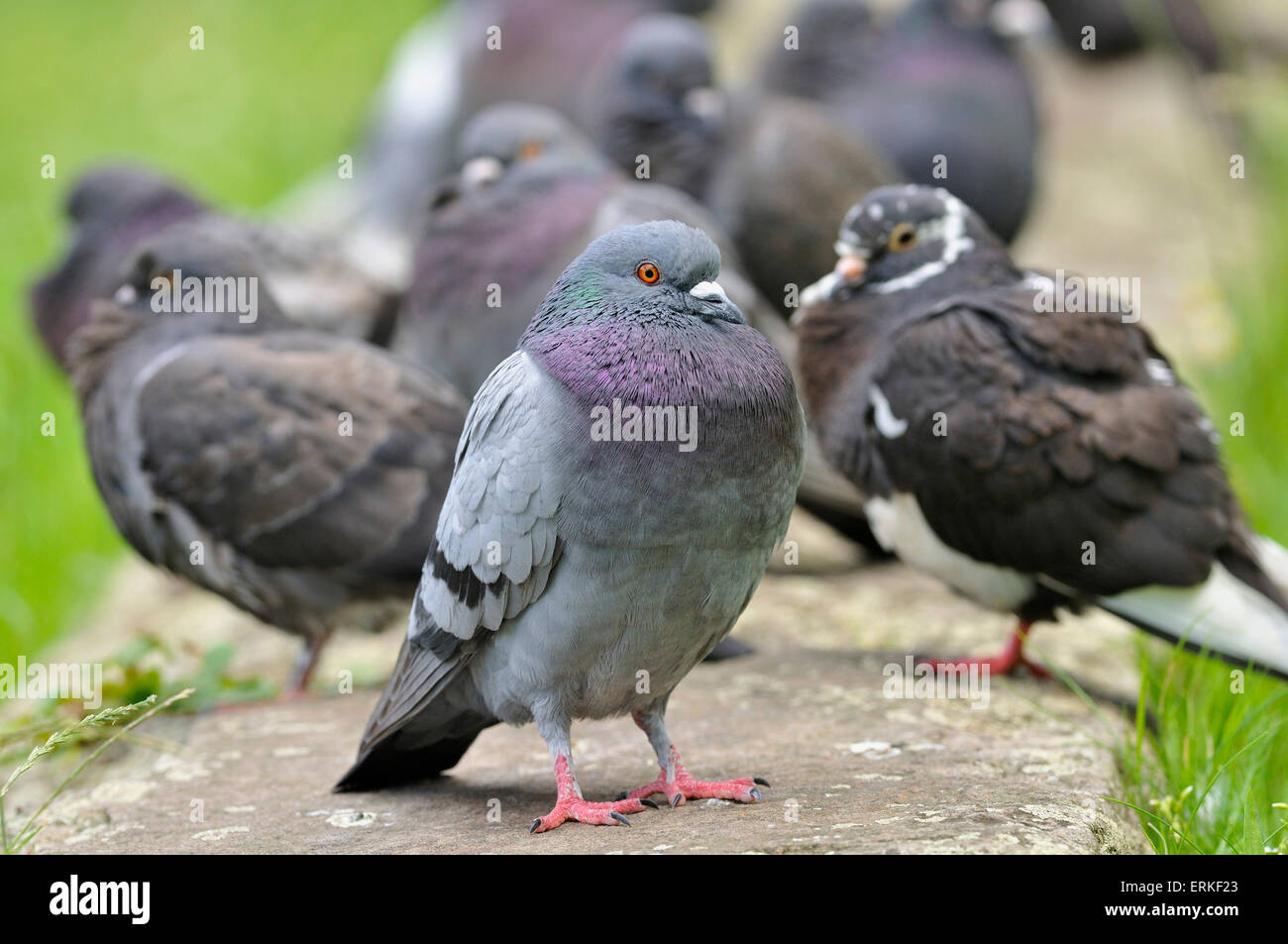 Columba livia domestica hi-res stock photography and images - Alamy