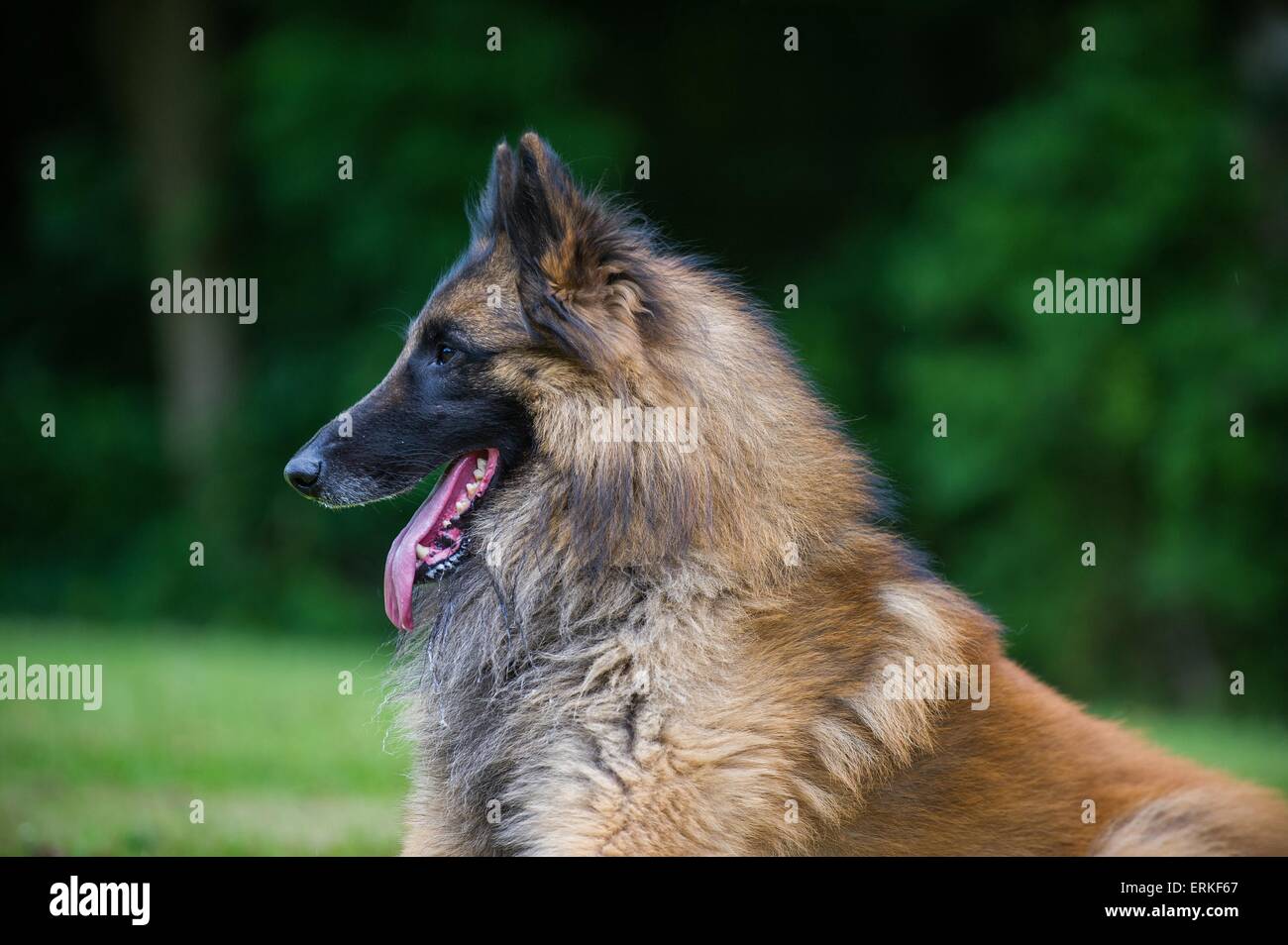 Portrait tervueren hi-res stock photography and images - Alamy