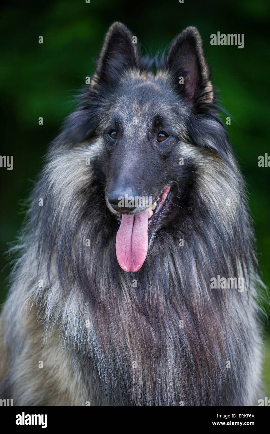 Tervueren High Resolution Stock Photography and Images - Alamy