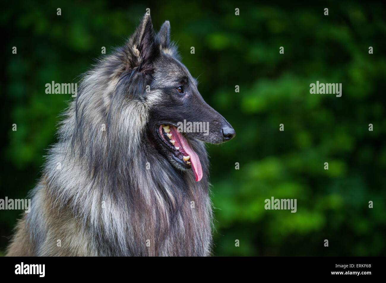 Portrait tervueren hi-res stock photography and images - Alamy