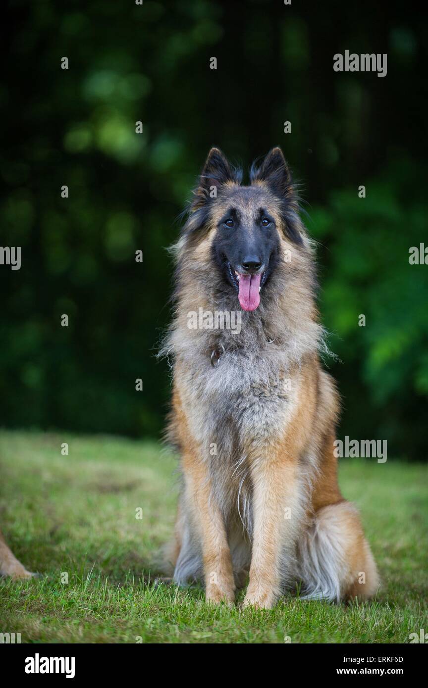 Tervuerens hi-res stock photography and images - Alamy