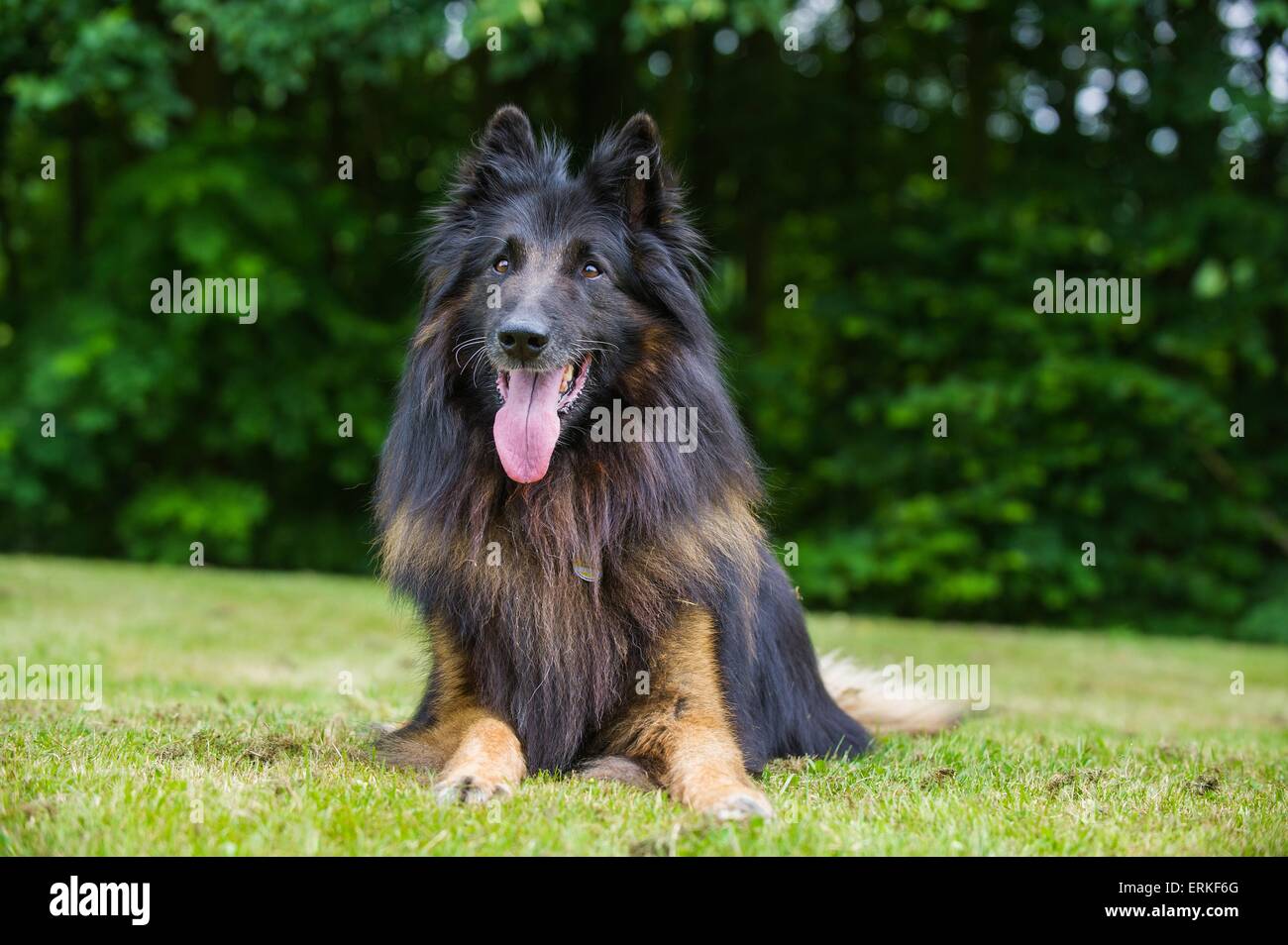 Tervuerens hi-res stock photography and images - Alamy