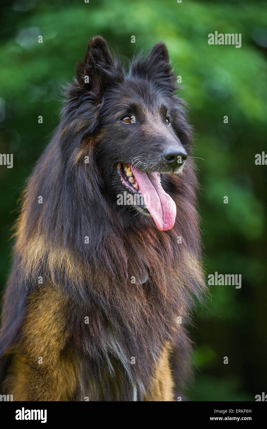 Portrait tervueren hi-res stock photography and images - Alamy