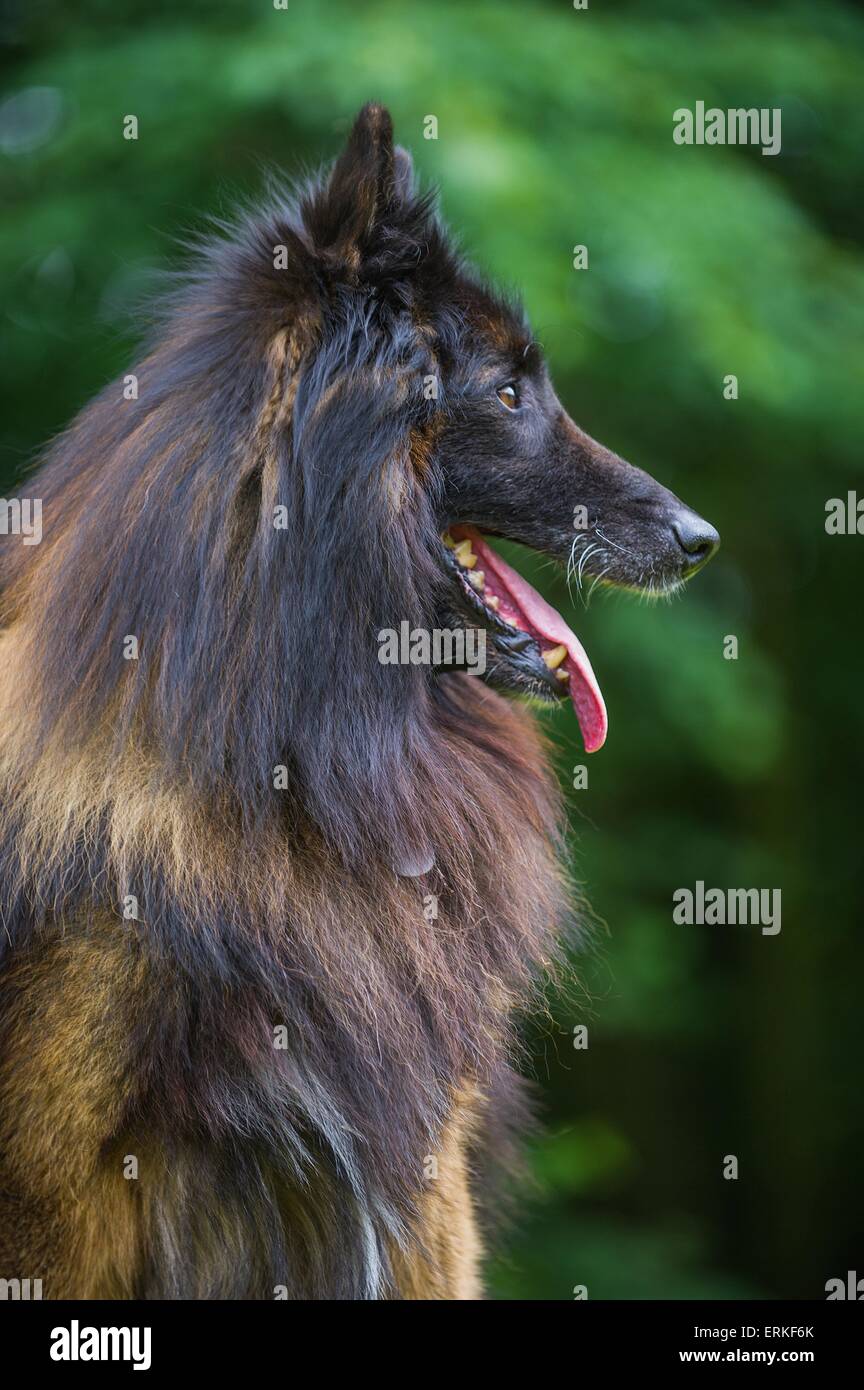 Tervueren hi-res stock photography and images - Alamy