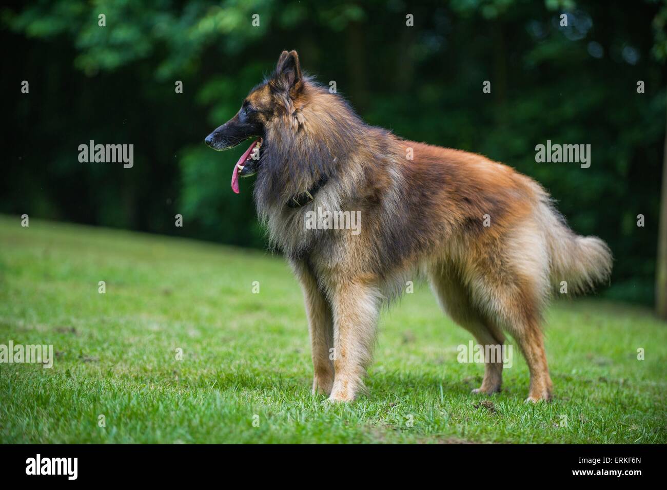 Tervueren Panting High Resolution Stock Photography and Images - Alamy