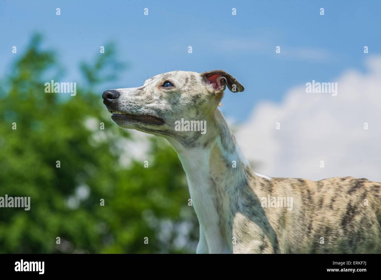 Whippet dog head hi-res stock photography and images - Alamy
