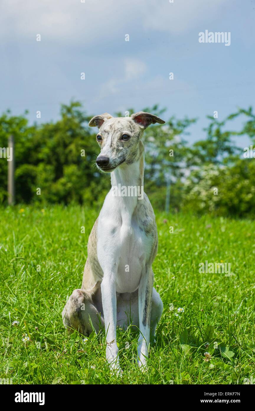 Brindle whippet hi-res stock photography and images - Alamy