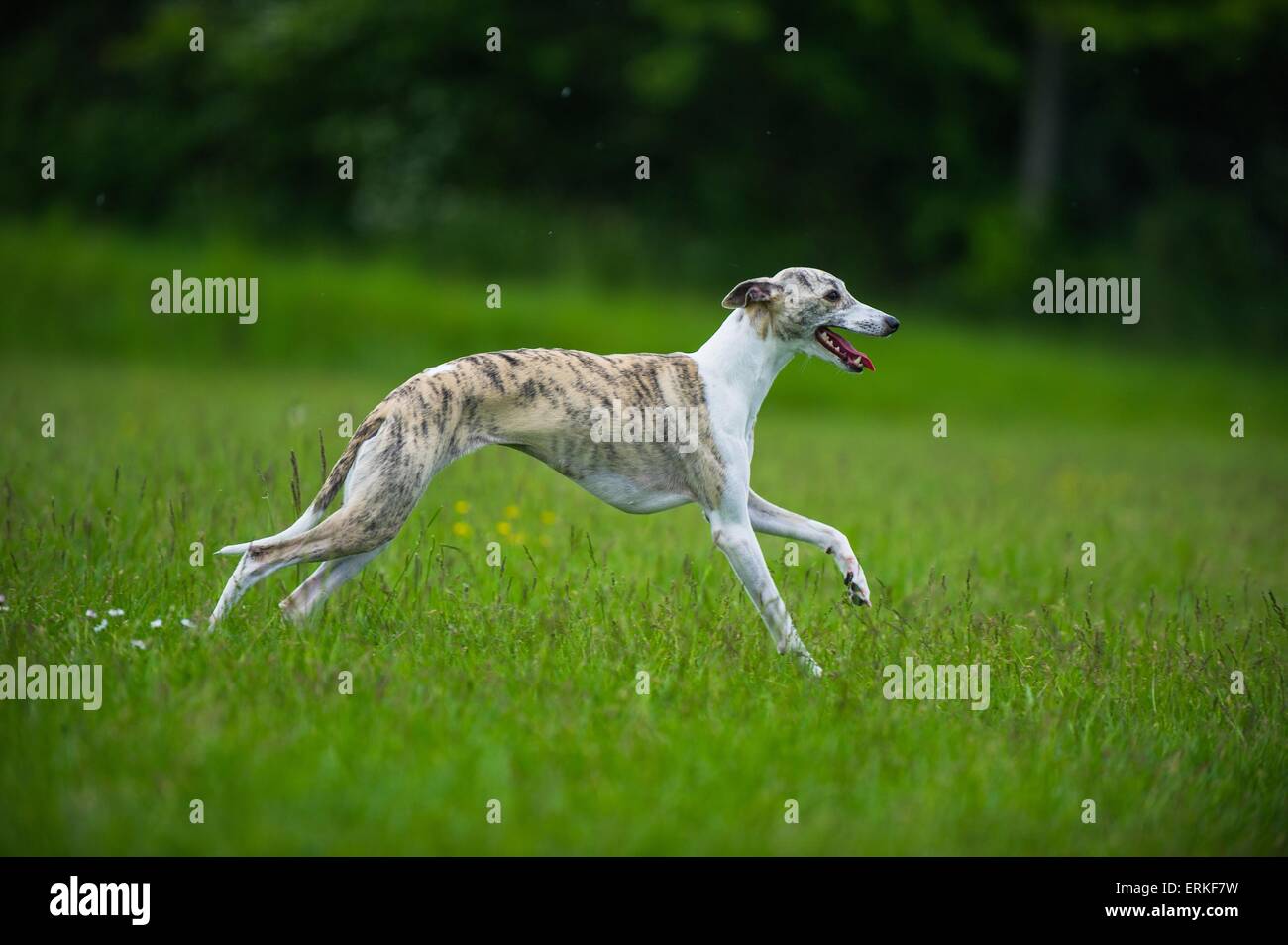 Whippets Running