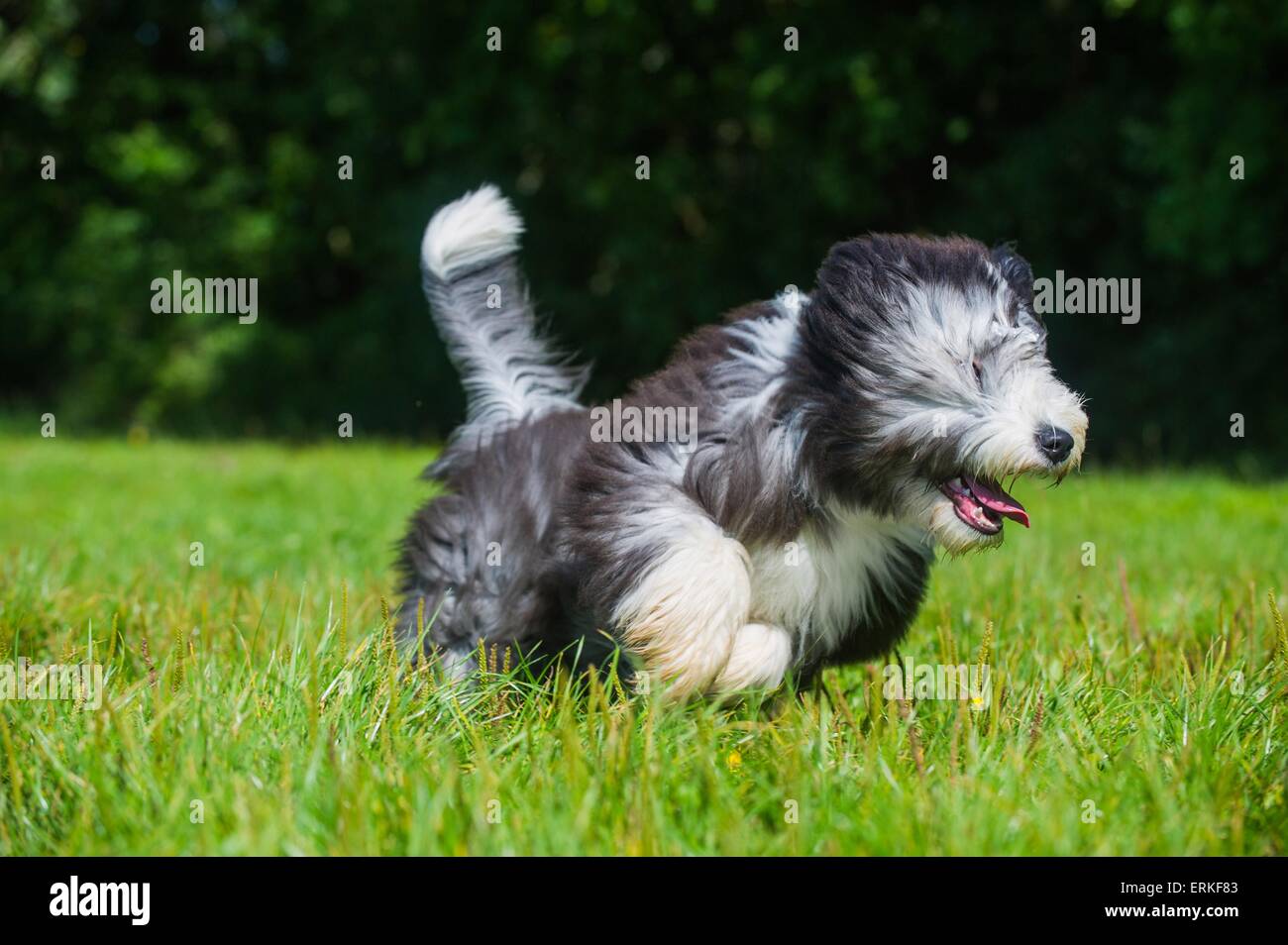 Grey and white bearded collie hi-res stock photography and images - Alamy
