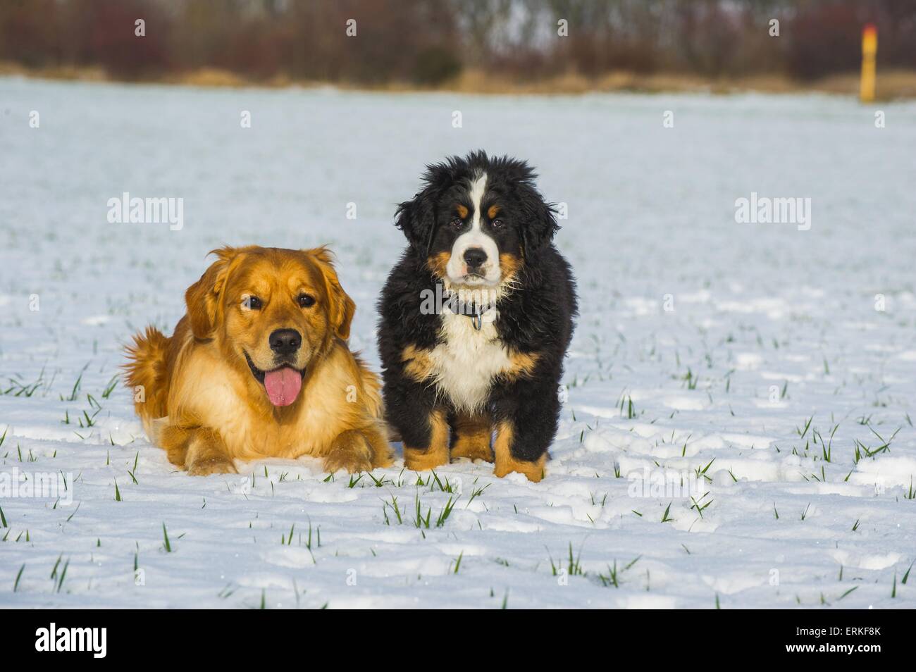 Large sized dogs hi-res stock photography and images - Alamy