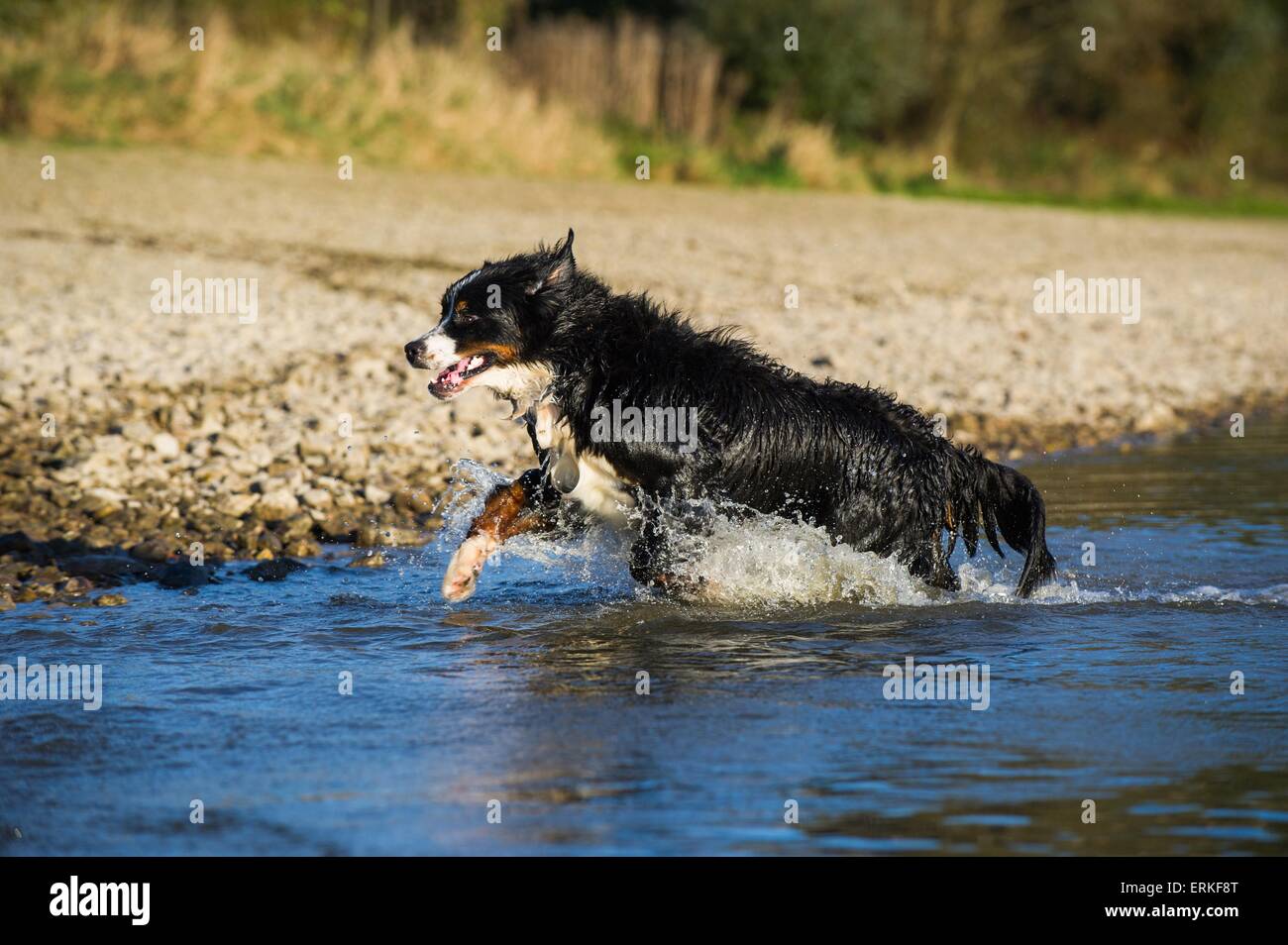 Big splash dog hi-res stock photography and images - Alamy