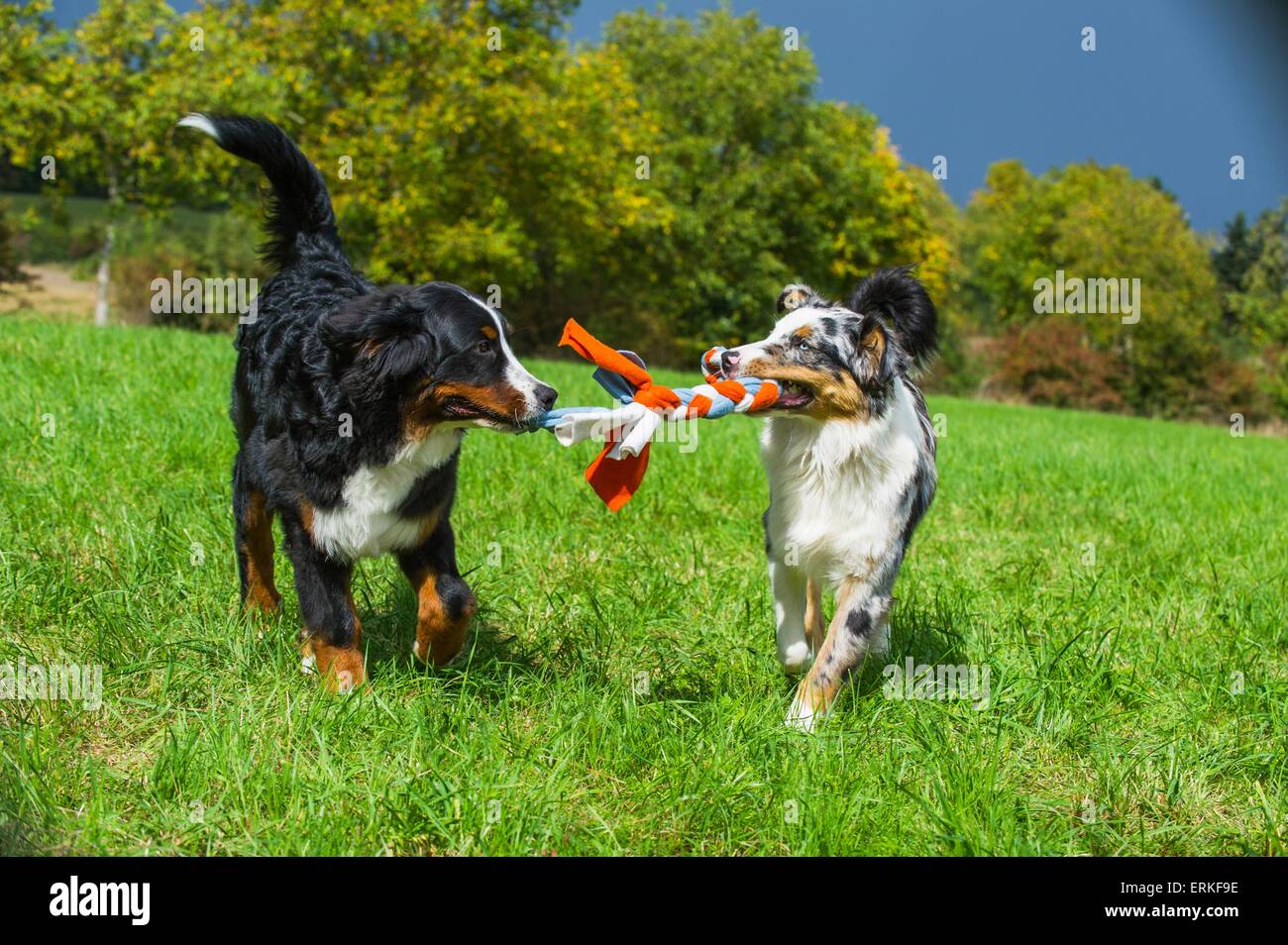 Large sized dogs hi-res stock photography and images - Alamy