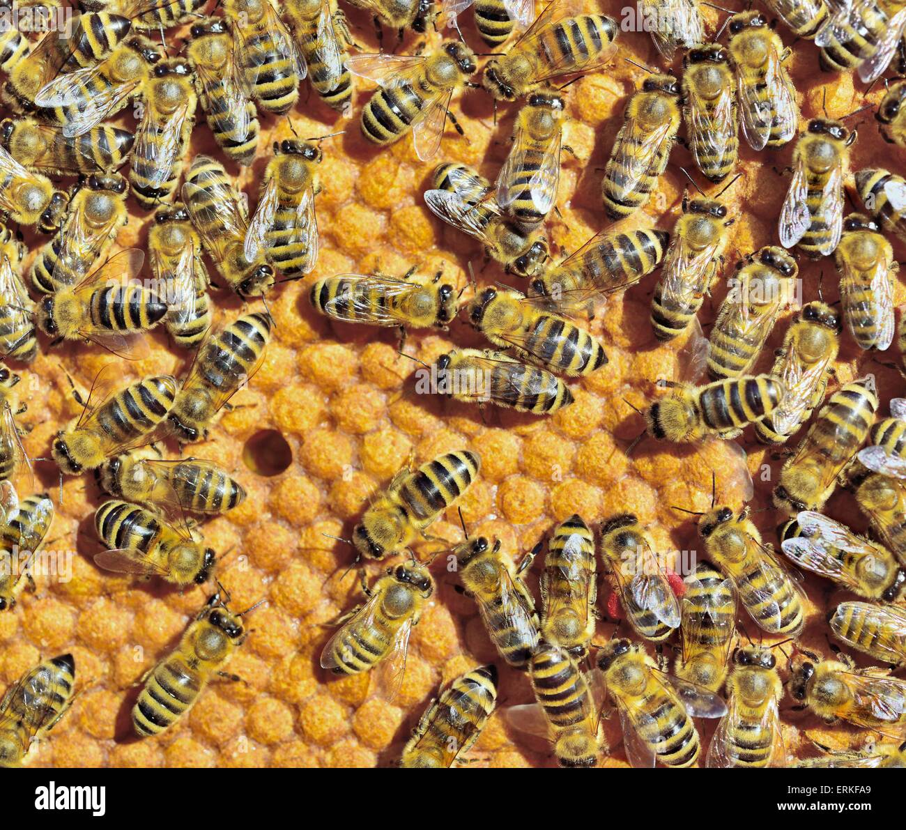 European Honey Bees (Apis mellifera var. carnica) on honeycomb with ...