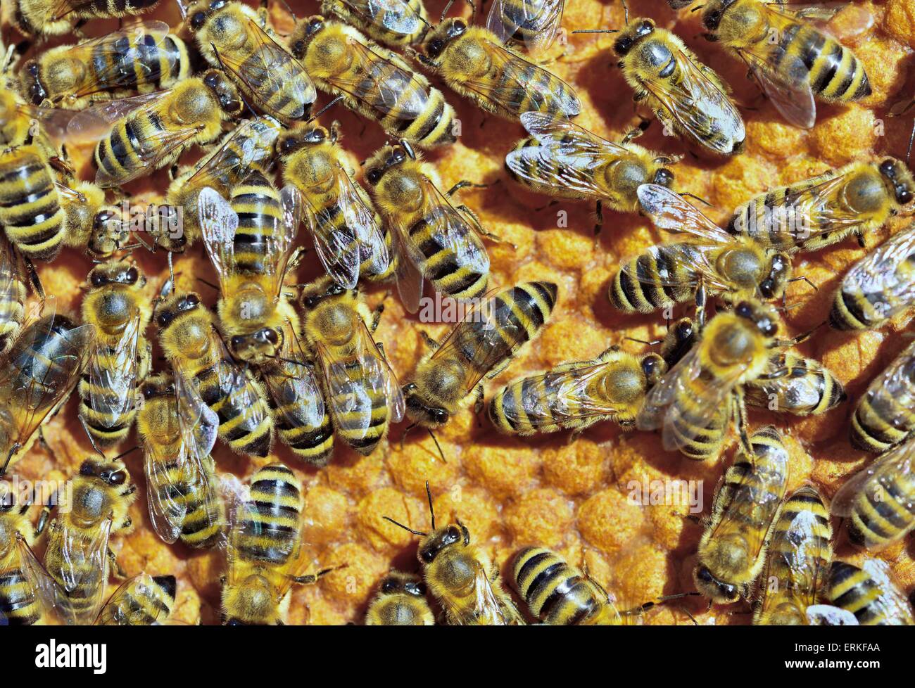 European Honey Bees (Apis mellifera var. carnica) on honeycomb with ...