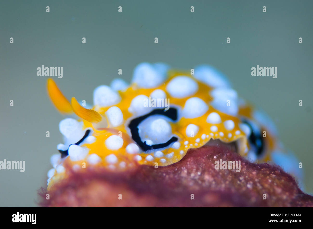 Nudibranch, Phyllidia ocellata, Sapi, TARP, Sabah, Malaysia, Borneo ...