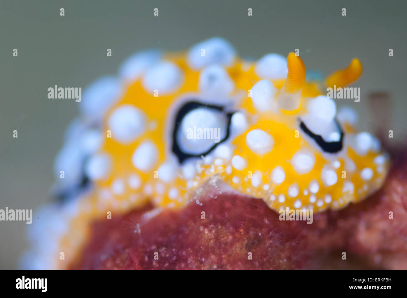 Nudibranch, Phyllidia ocellata, Sapi, TARP, Sabah, Malaysia, Borneo ...