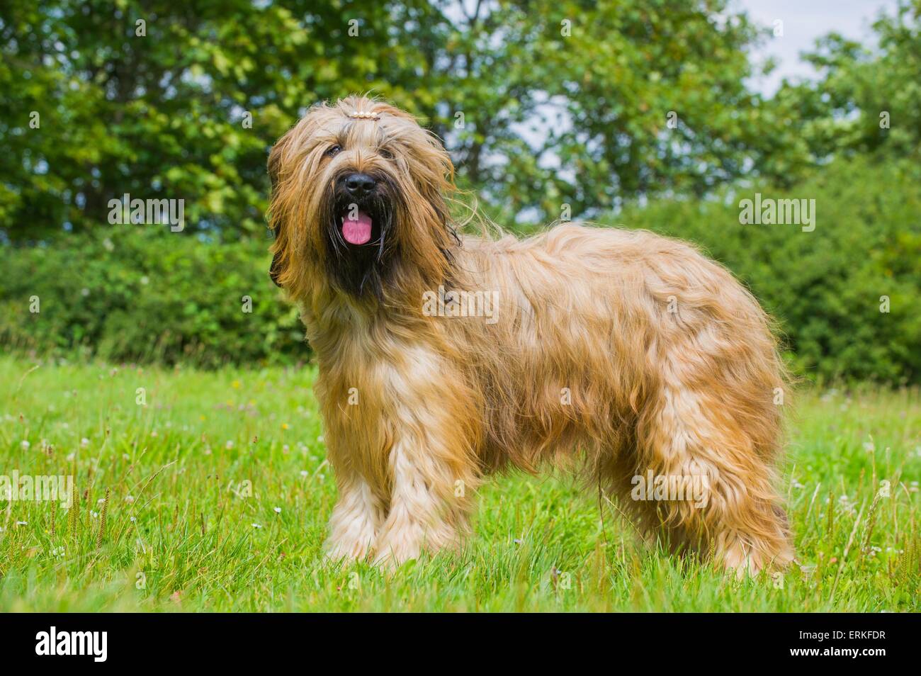 What Does A Briard Look Like