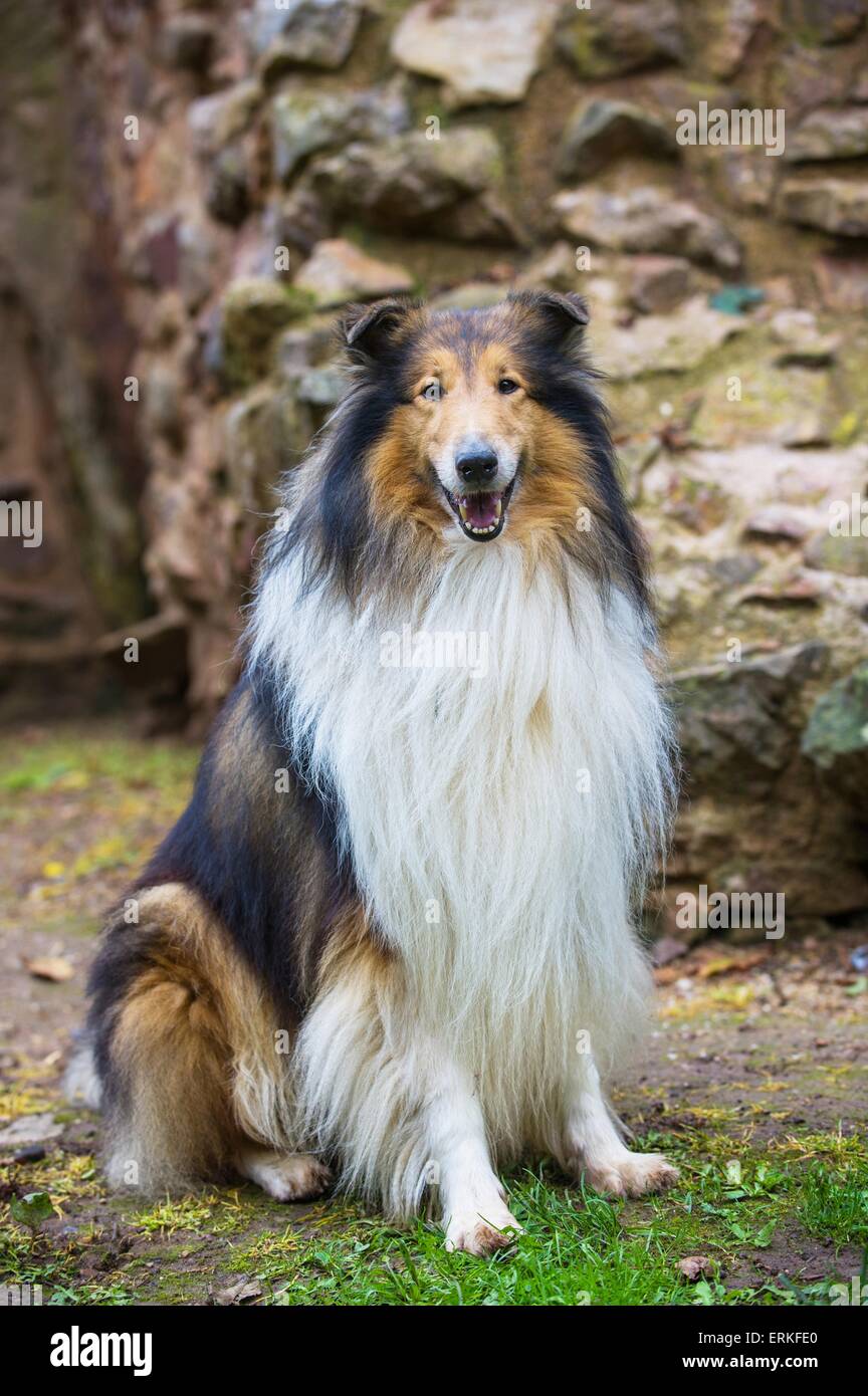 sitting longhaired Collie Stock Photo - Alamy