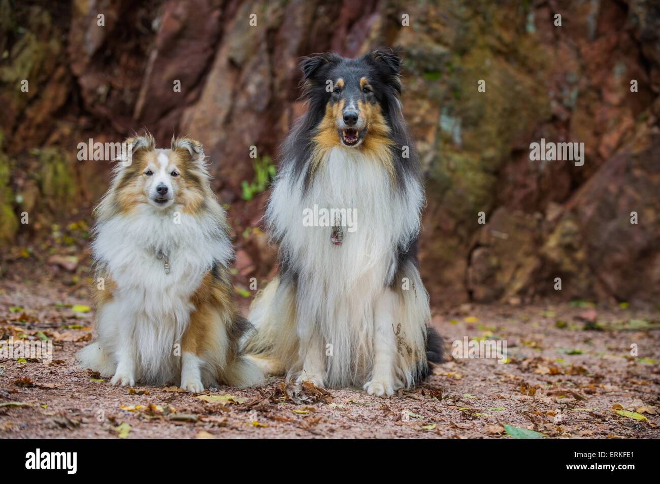 Two rough collie dogs hi-res stock photography and images - Alamy