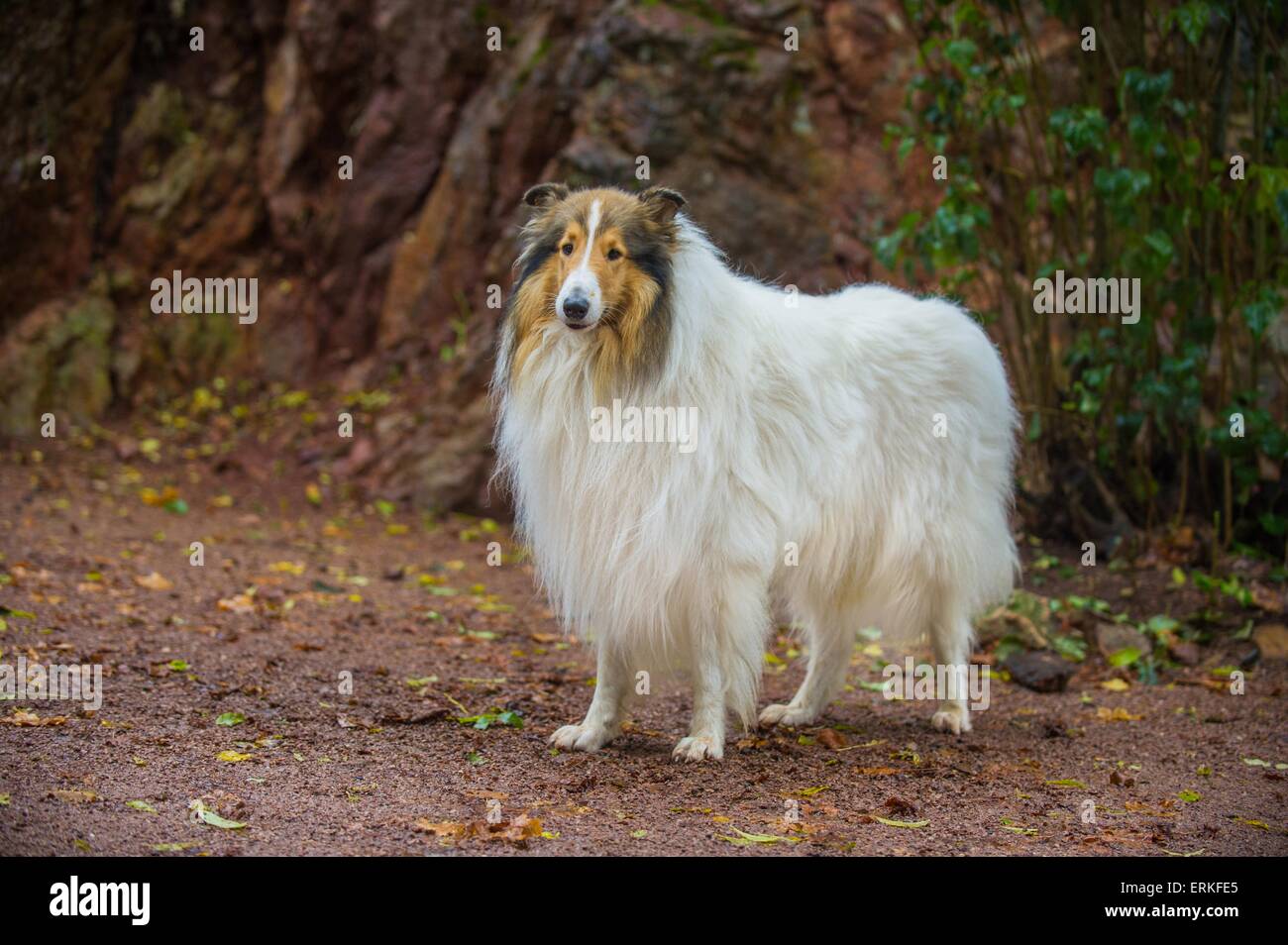 Rough hair collie hi-res stock photography and images - Alamy