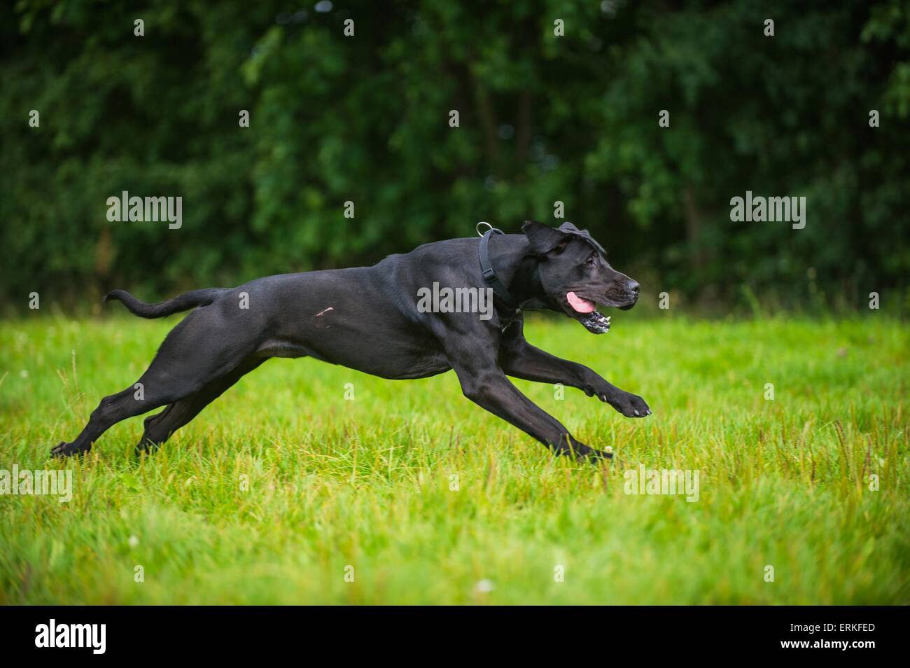 running Great Dane Stock Photo - Alamy