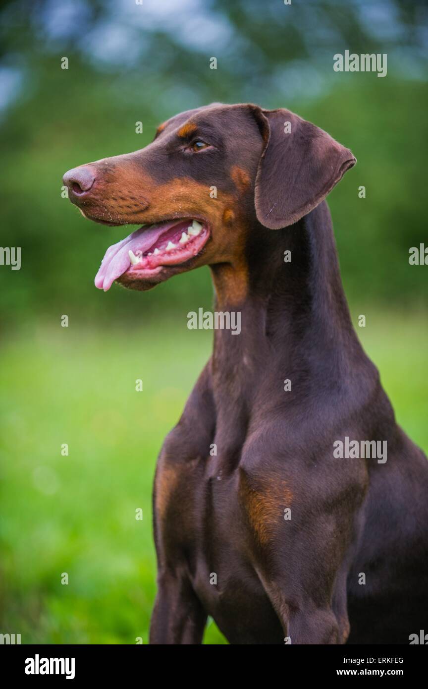 Doberman Pinscher Portrait Stock Photo - Alamy