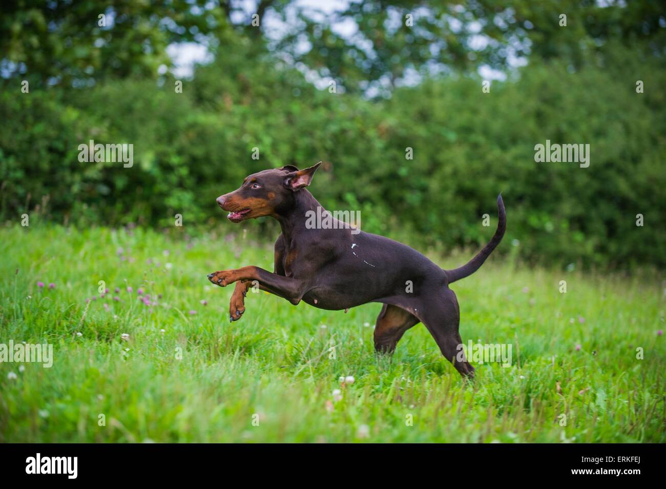 running Doberman Pinscher Stock Photo - Alamy