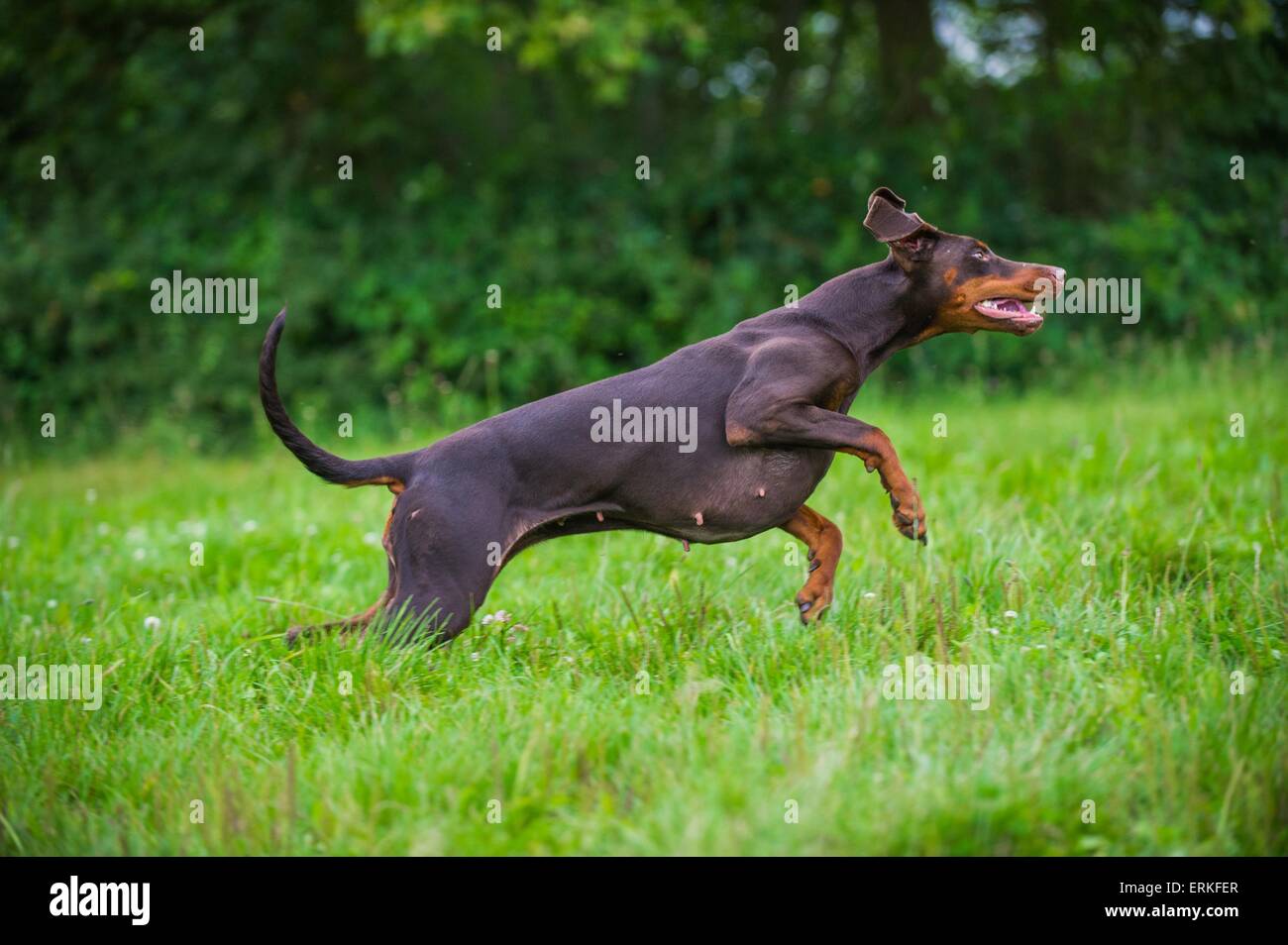 running Doberman Pinscher Stock Photo - Alamy