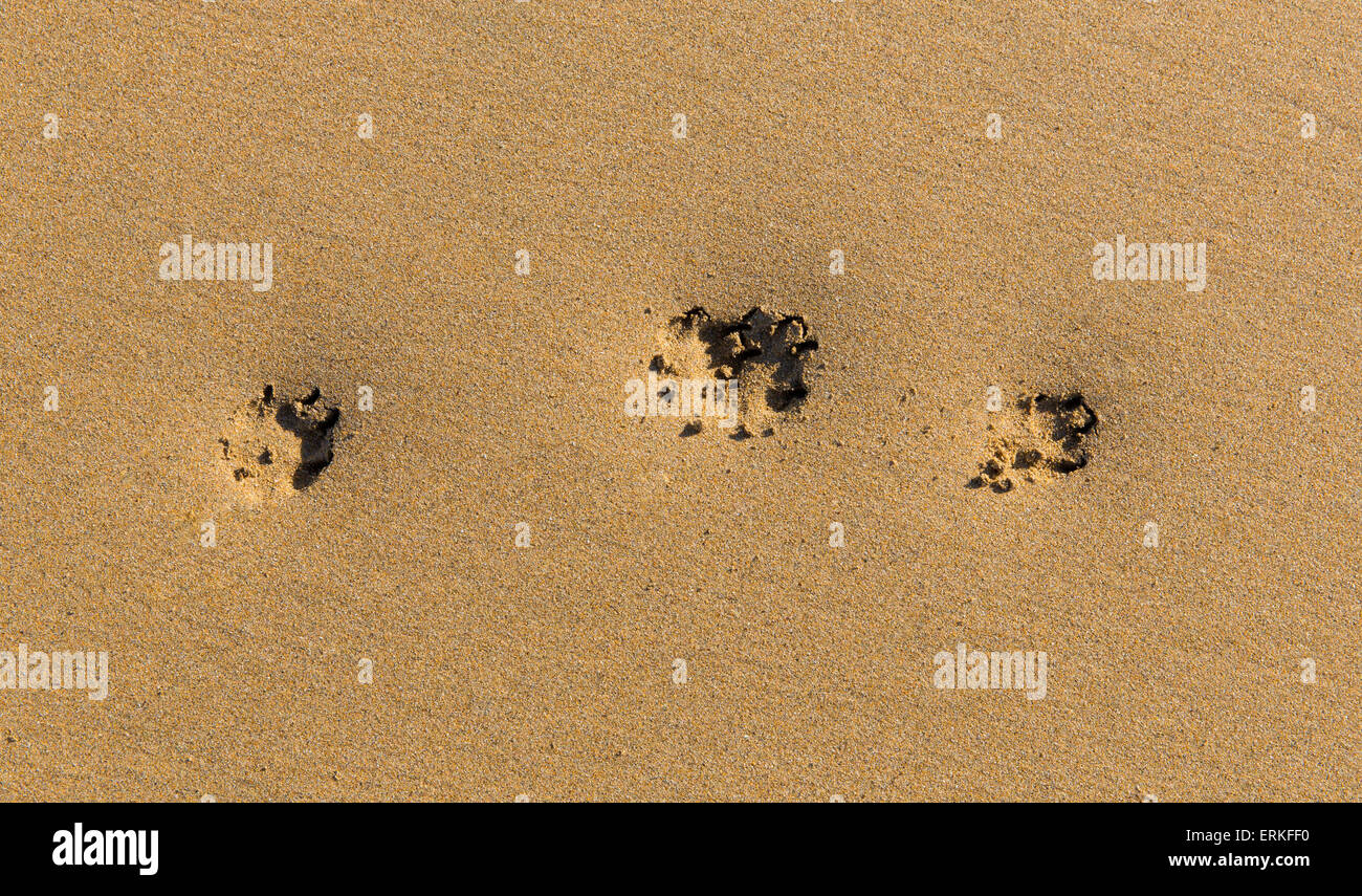 Three paw prints in golden sand on virgin beach Stock Photo - Alamy