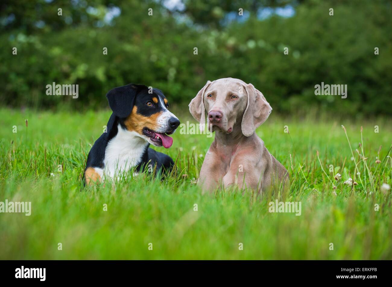 Large sized dogs hi-res stock photography and images - Alamy