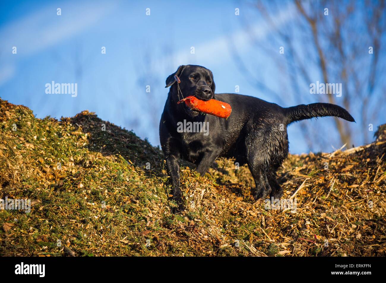 Black labrador retriever dog carrying hi-res stock photography and ...